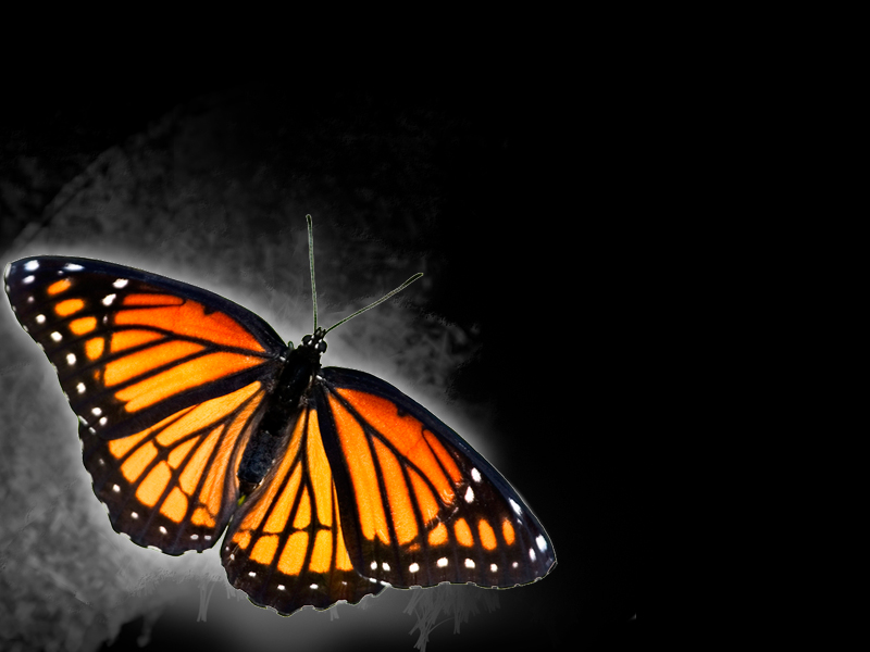 Our Lady of Mount Carmel, Mill Valley: Transformed by Christ (D. Kinnaman)